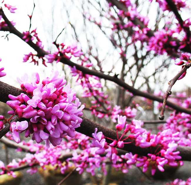 Bubble Gum Redbud | The Tree Center™