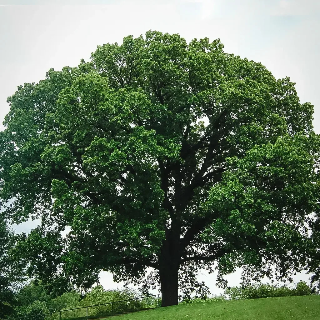 Bur Oak Tree For Sale Online | The Tree Center