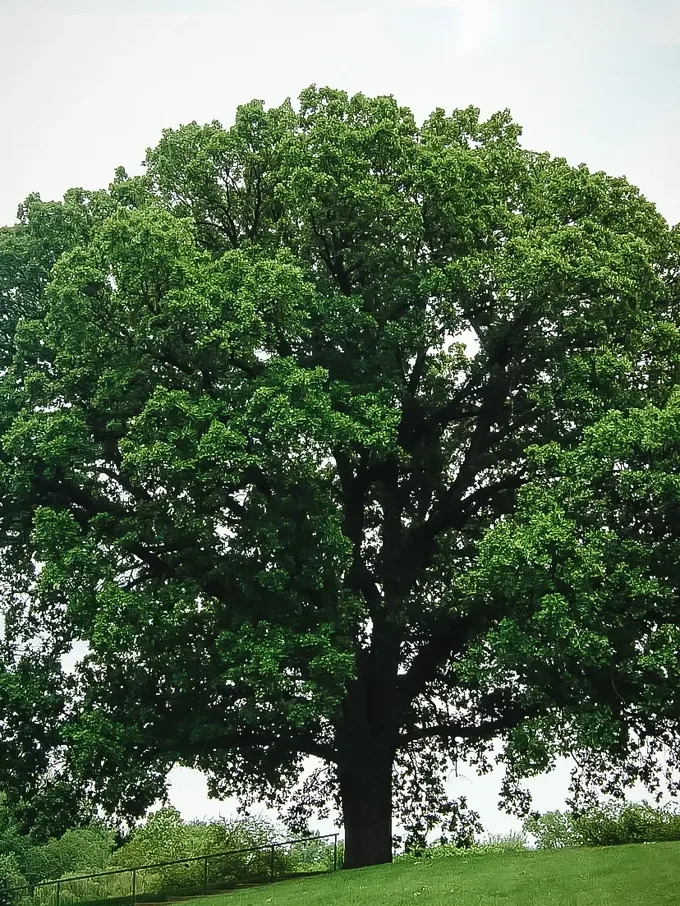 Oak Trees For Sale Online | The Tree Center