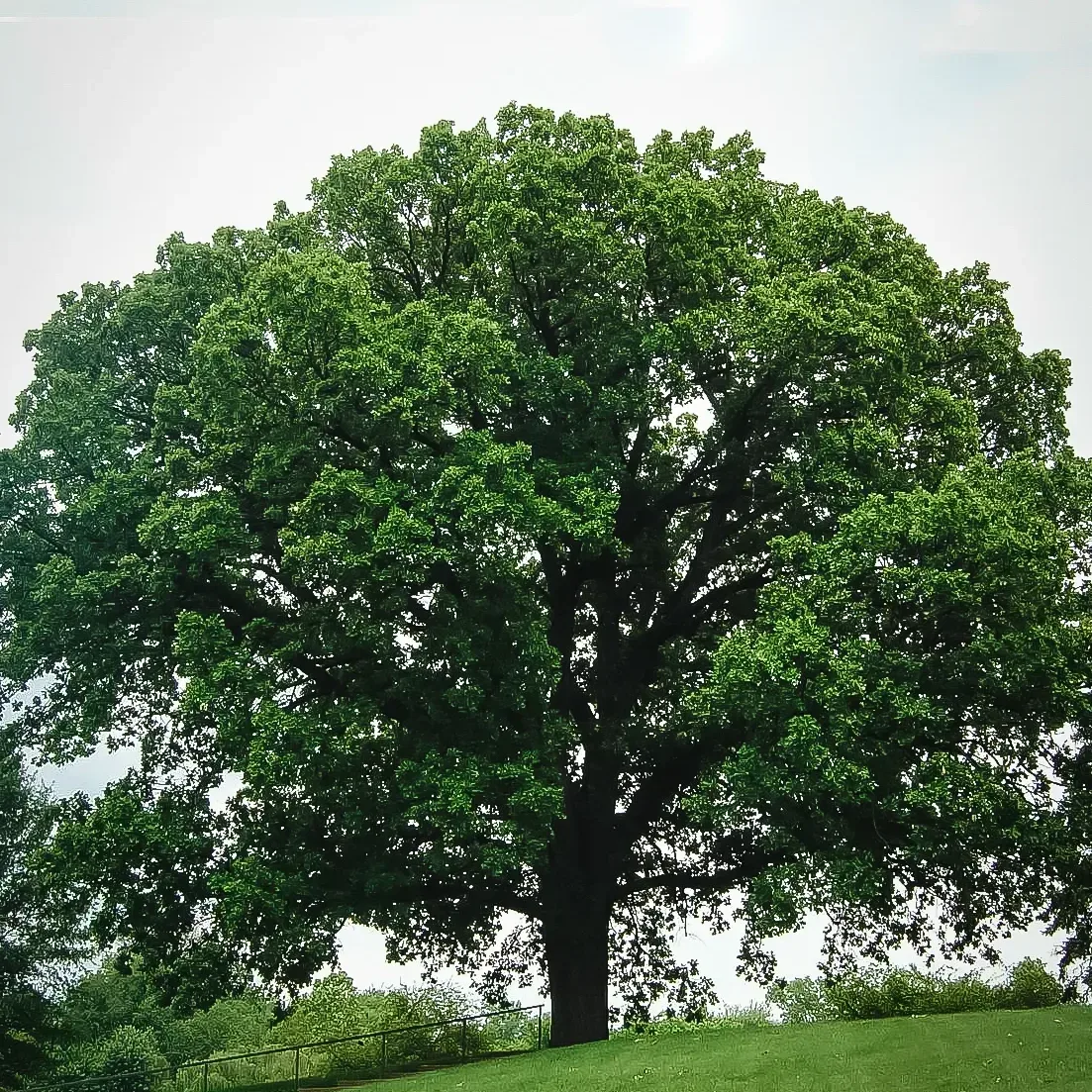 Bur Oak Tree For Sale Online | The Tree Center