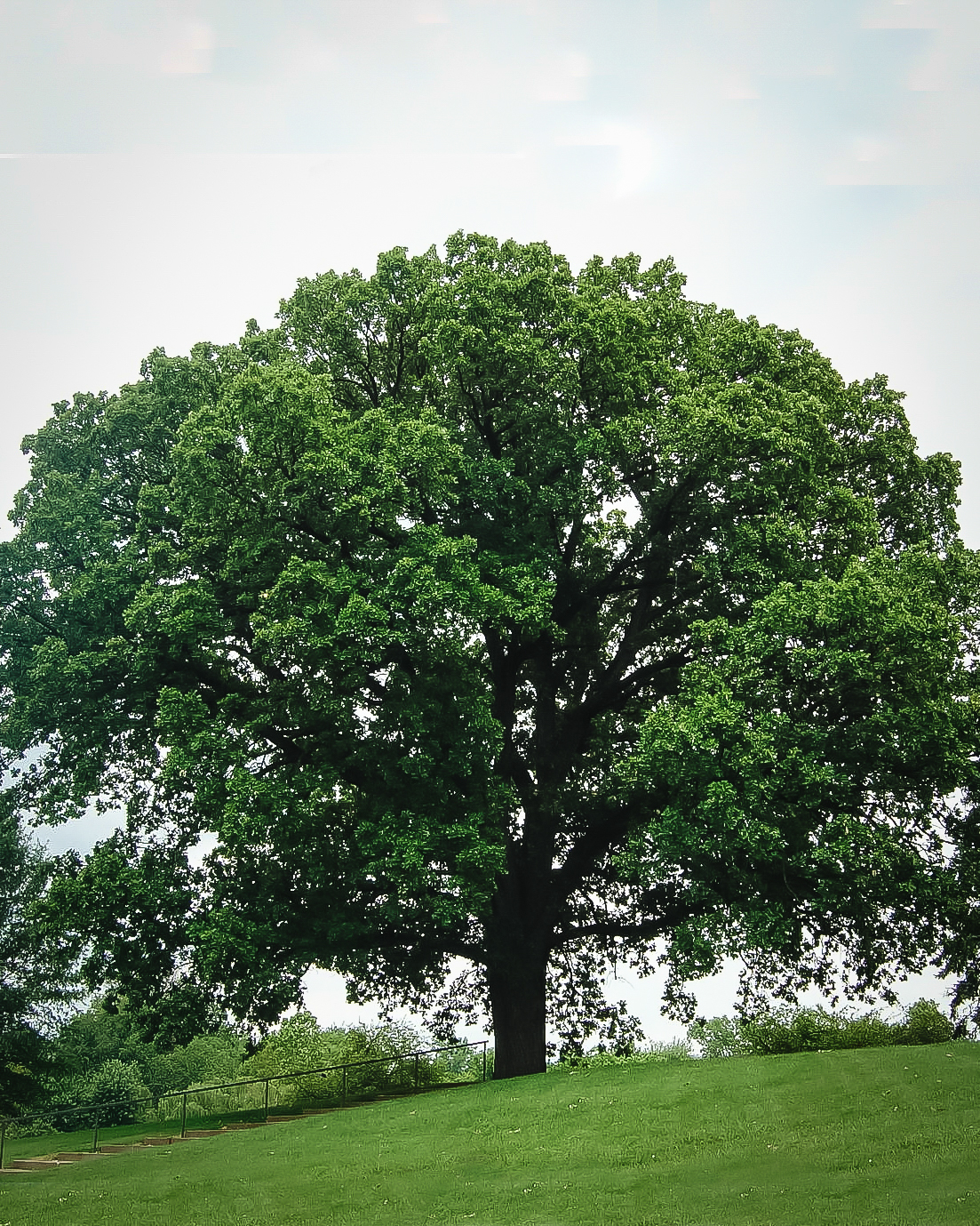 Bur Oak Tree For Sale Online The Tree Center
