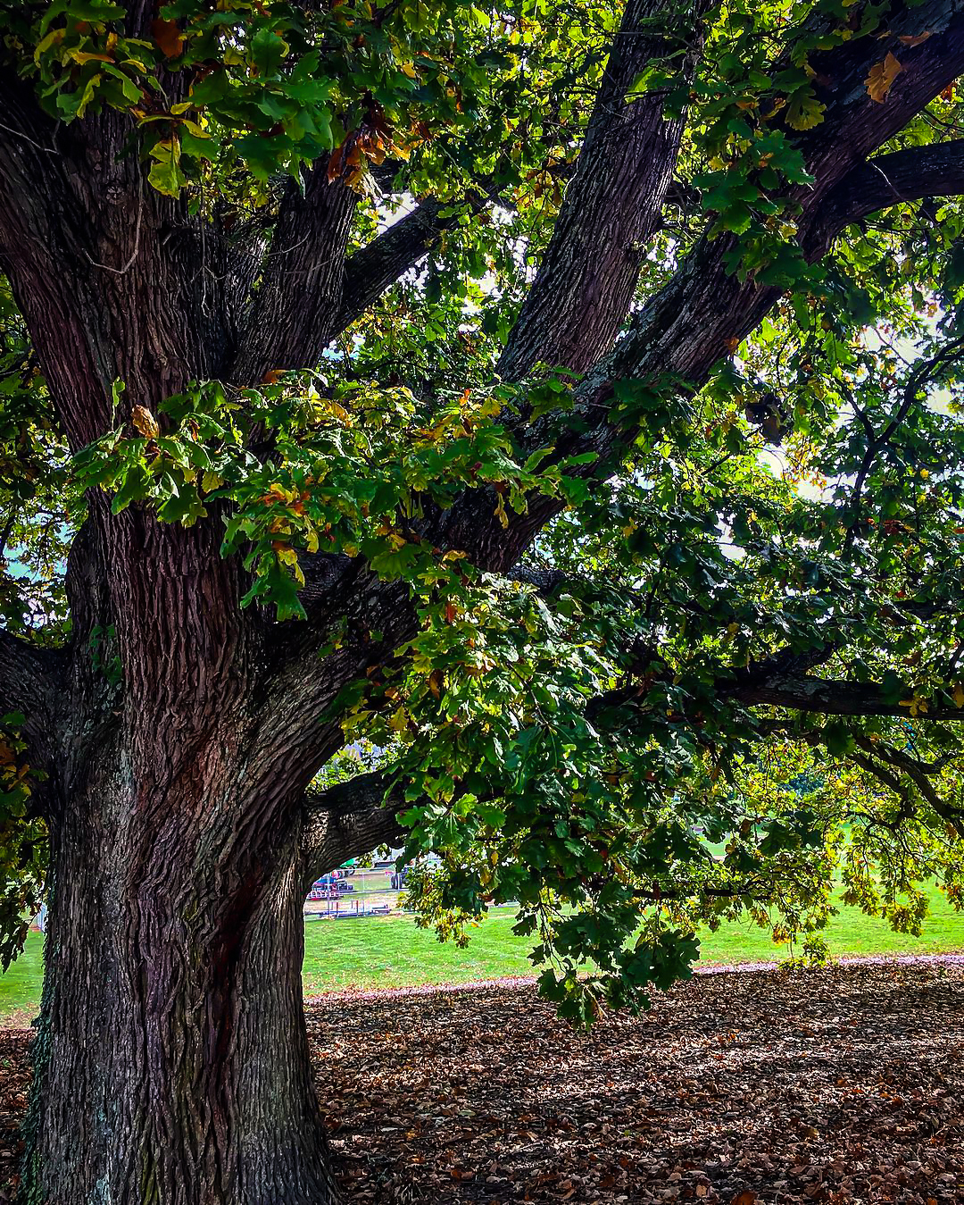 Bur Oak Tree For Sale Online The Tree Center