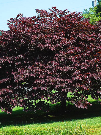 Redbud Trees For Sale Online | The Tree Center