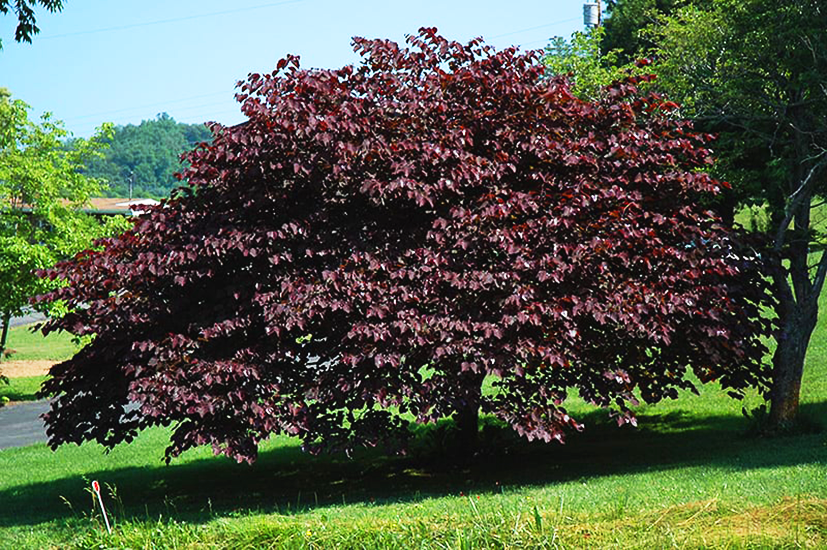 Burgundy Hearts Redbud Trees For Sale Online | The Tree Center
