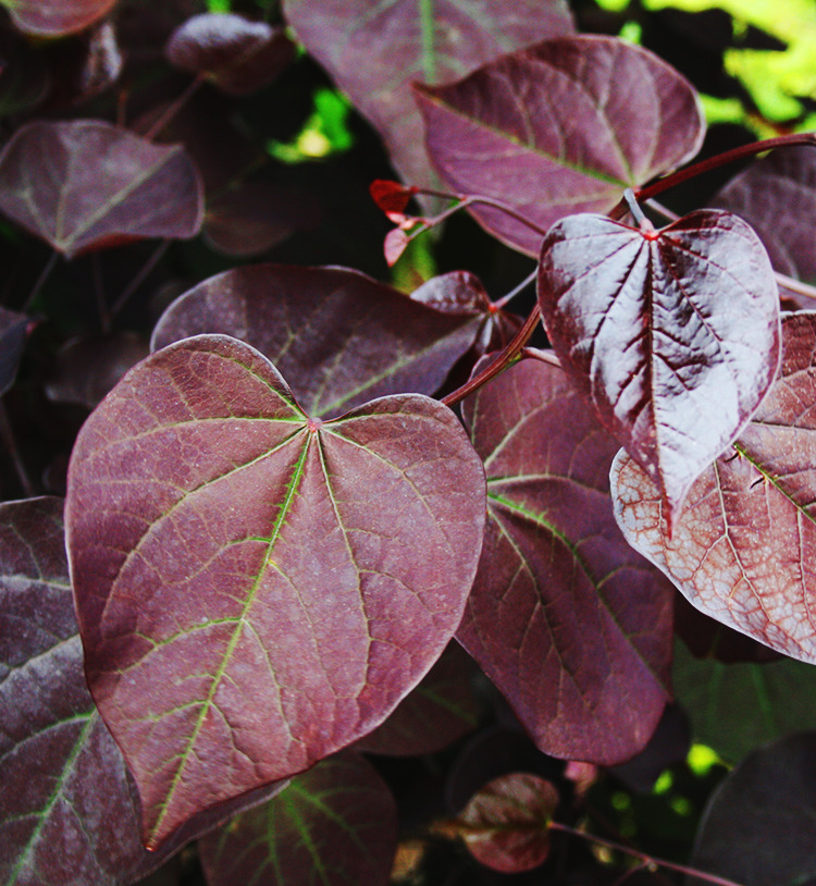 Burgundy Hearts Redbud Trees For Sale Online | The Tree Center