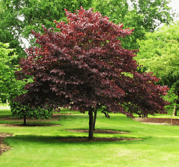 Burgundy Hearts Redbud Trees For Sale Online | The Tree Center