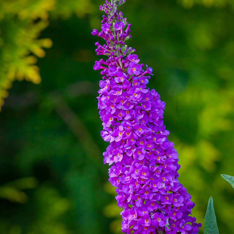 Miss Violet Butterfly Bushes for Sale Online | The Tree Center
