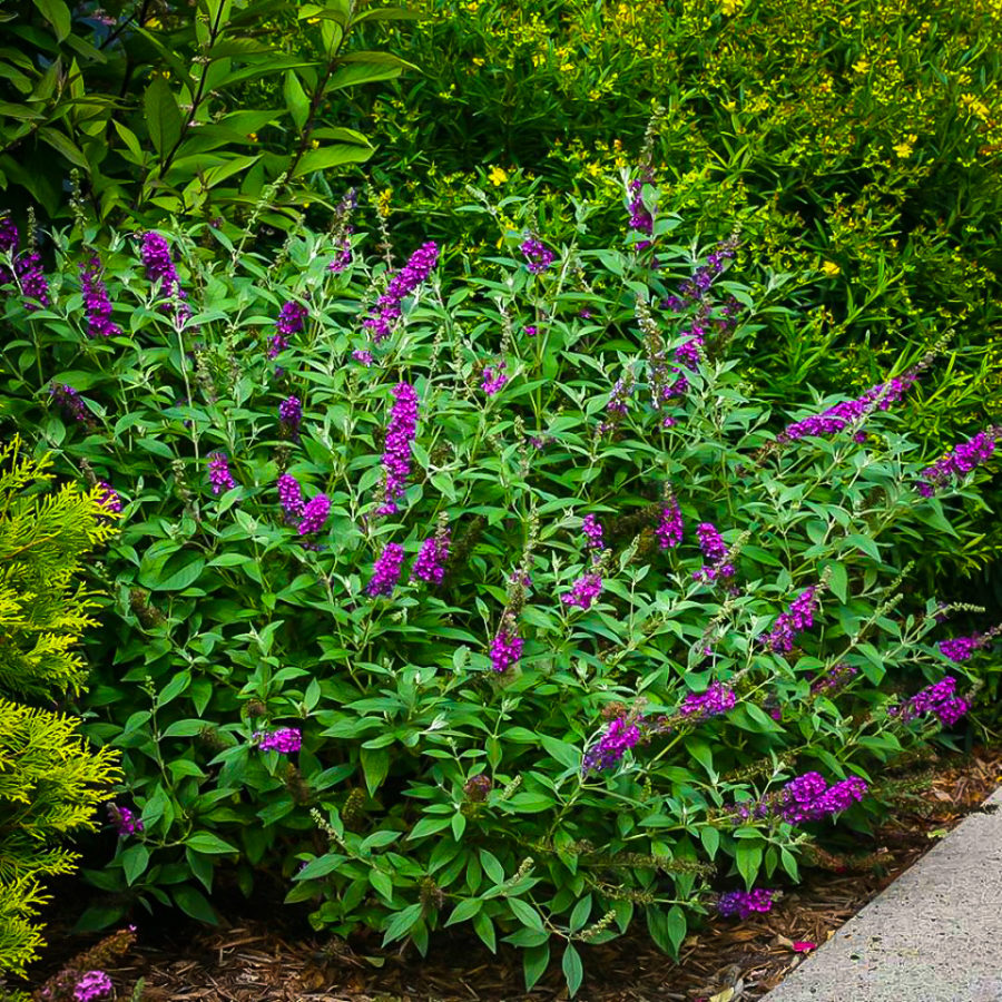 Miss Violet Butterfly Bushes for Sale Online | The Tree Center
