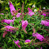 Pugster Pink Butterfly Bushes For Sale | The Tree Center