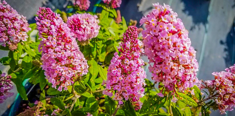 Pugster Pink Butterfly Bushes For Sale | The Tree Center
