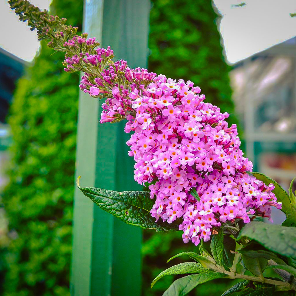 Pugster Pink Butterfly Bushes For Sale | The Tree Center