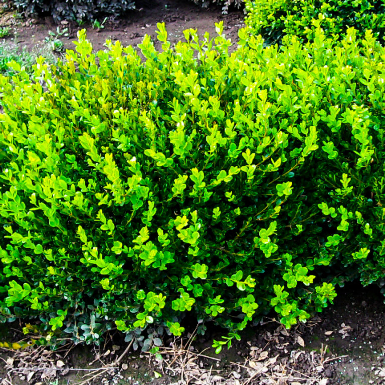 Winter Gem Boxwood For Sale Online | Japanese Boxwood