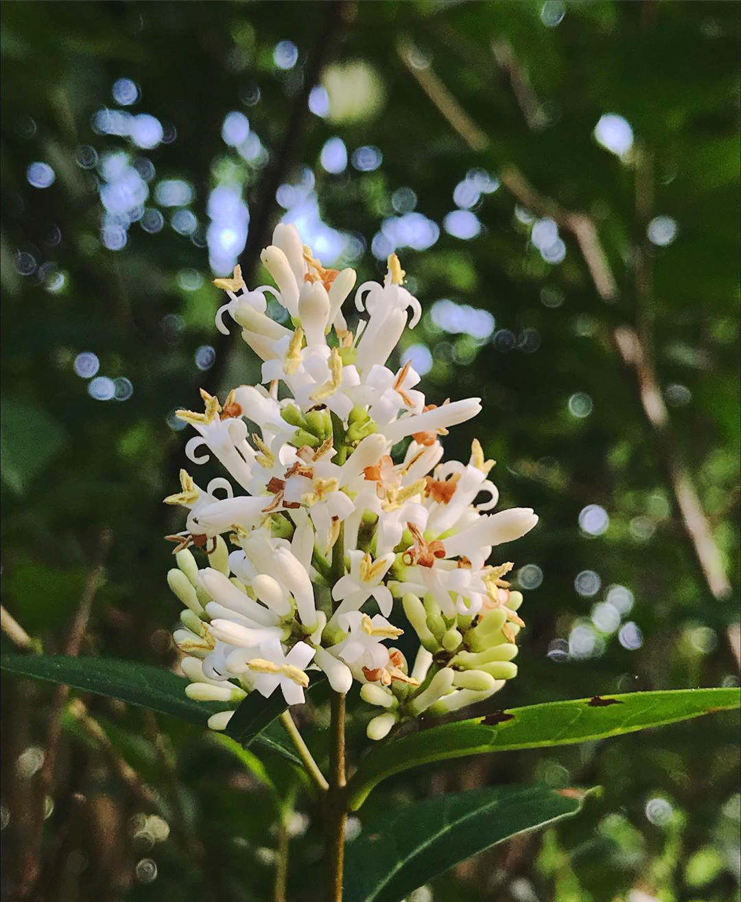 California Privet For Sale | The Tree Center