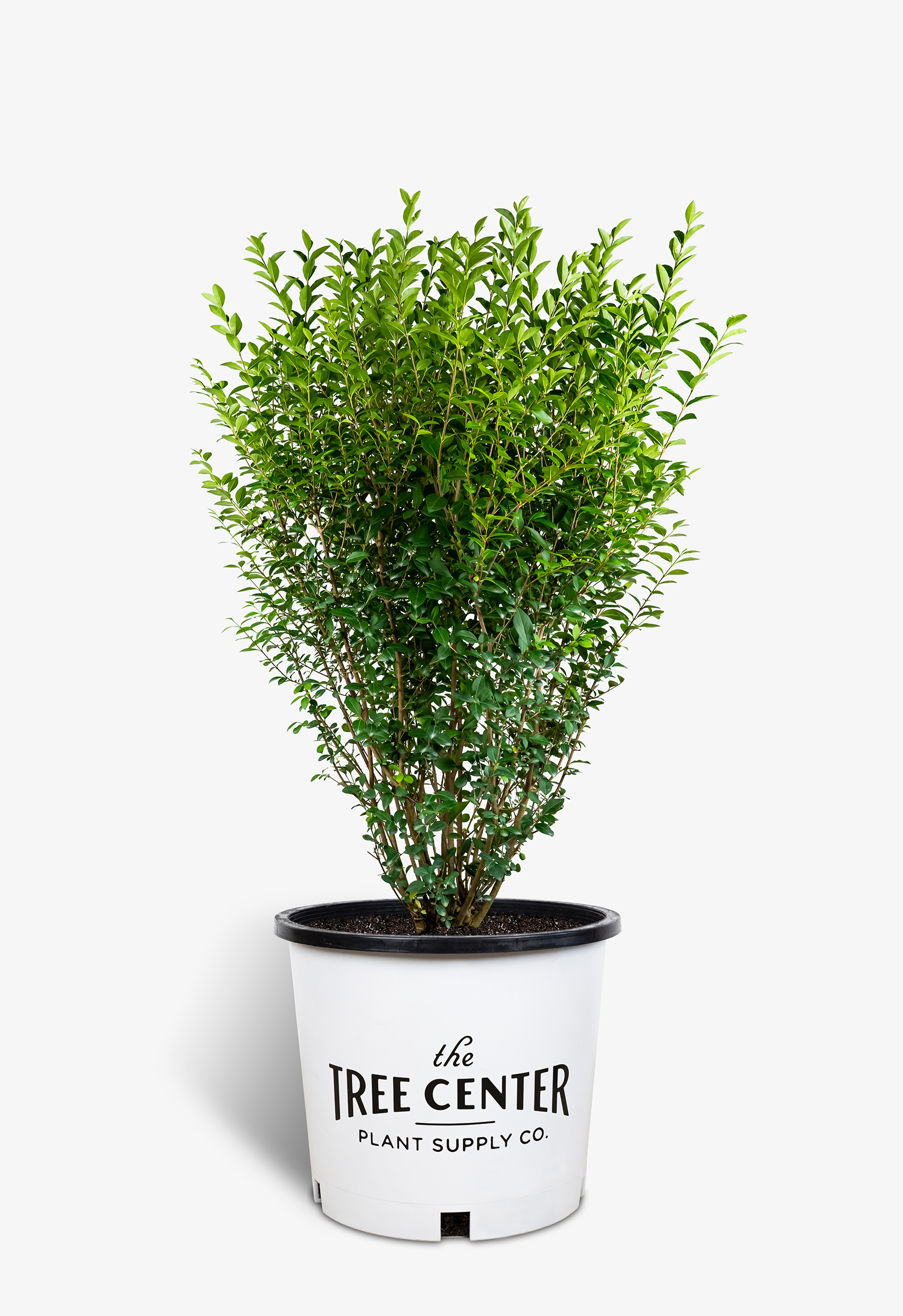 California Privet For Sale | The Tree Center