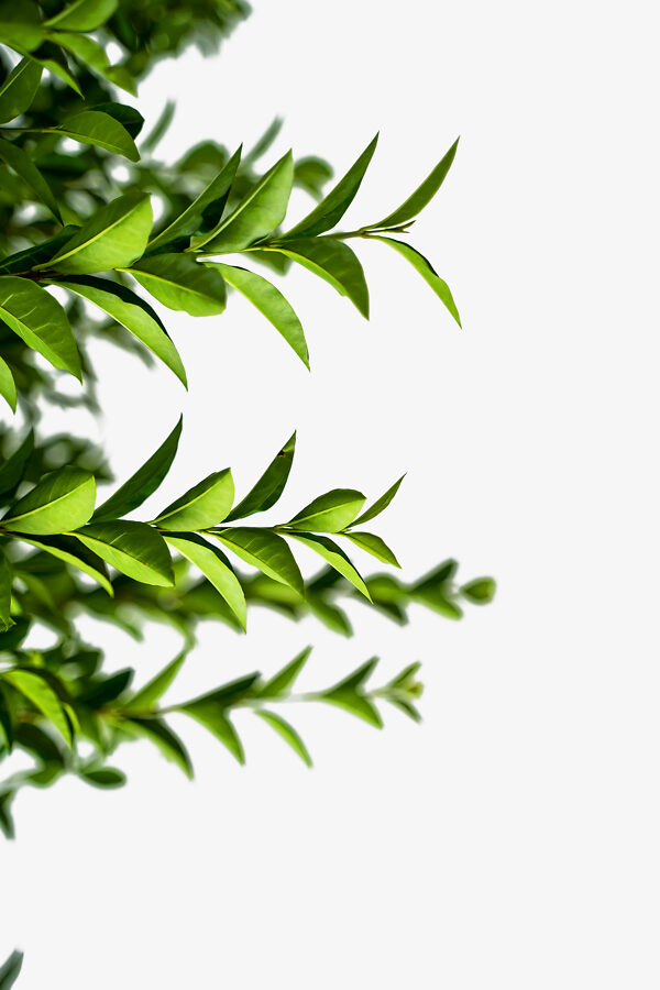 California Privet For Sale | The Tree Center