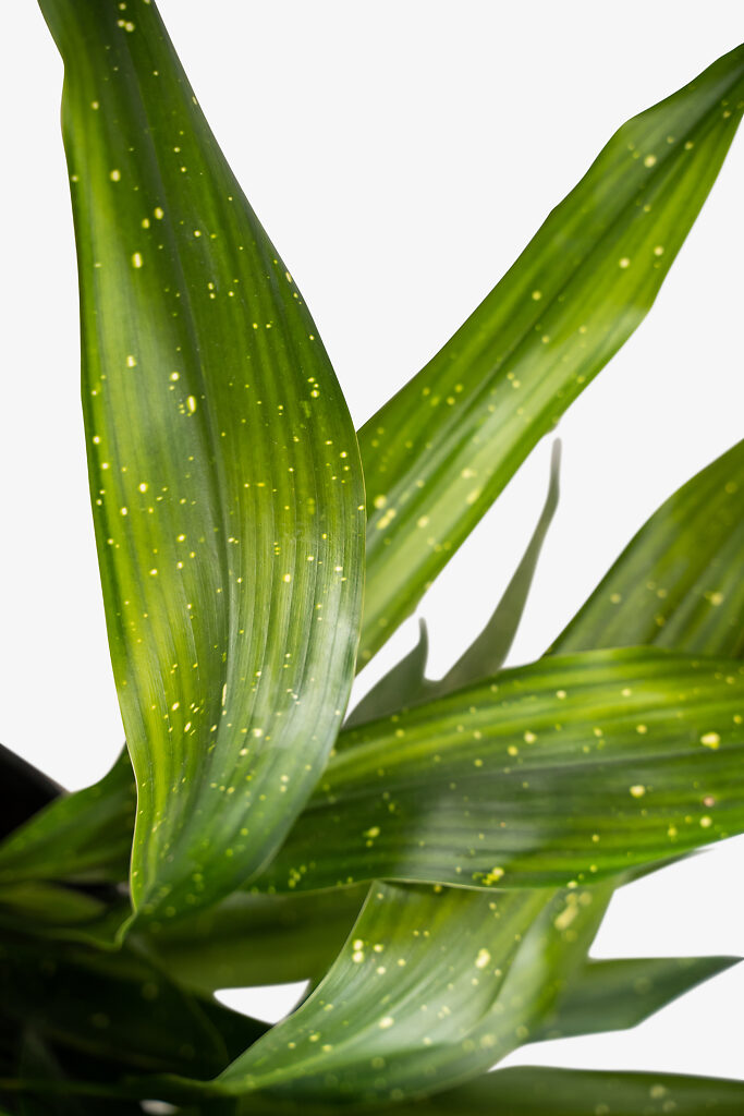 Cast Iron Plants For Sale Online | The Tree Center