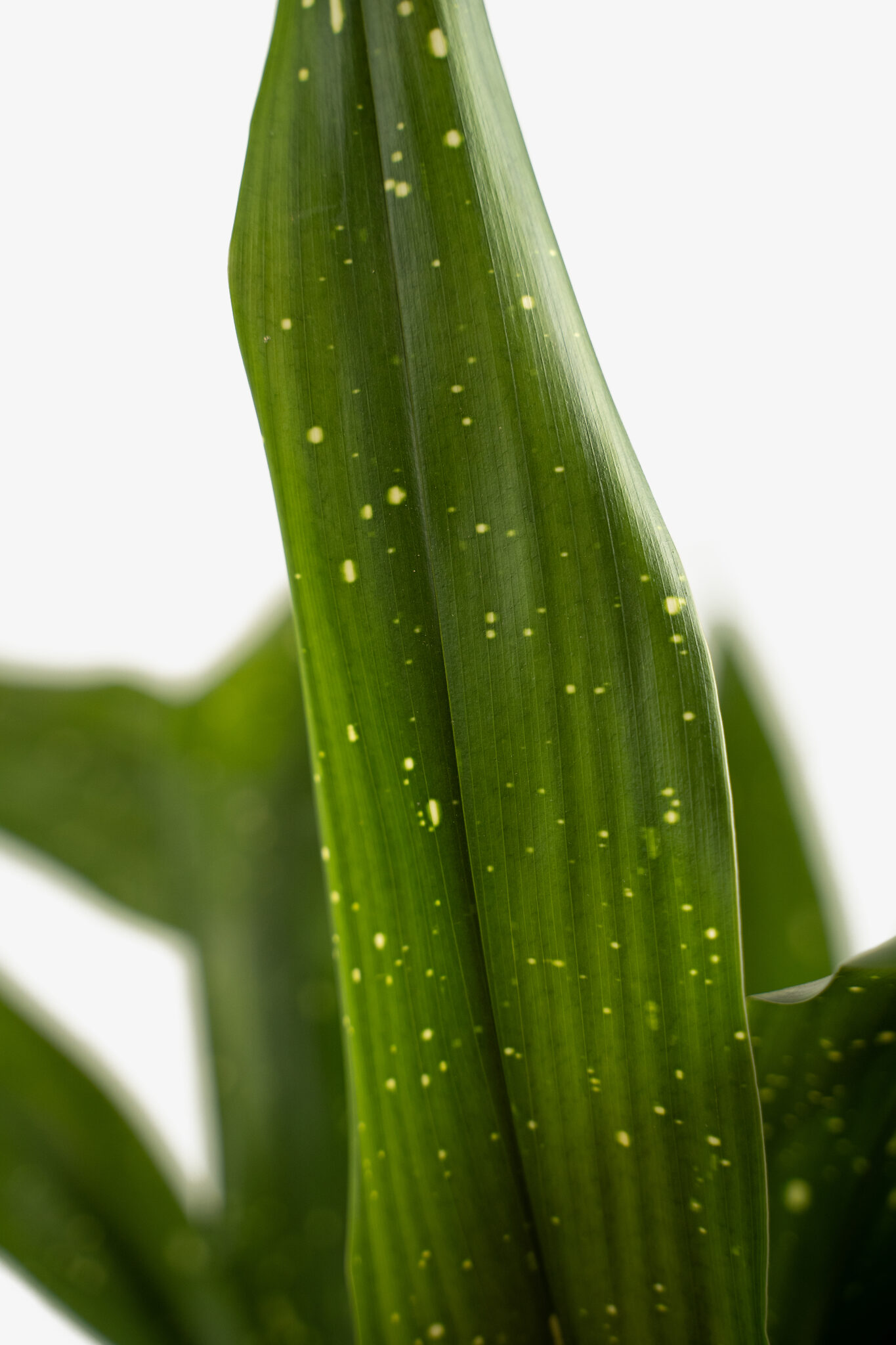 Cast Iron Plants For Sale Online | The Tree Center