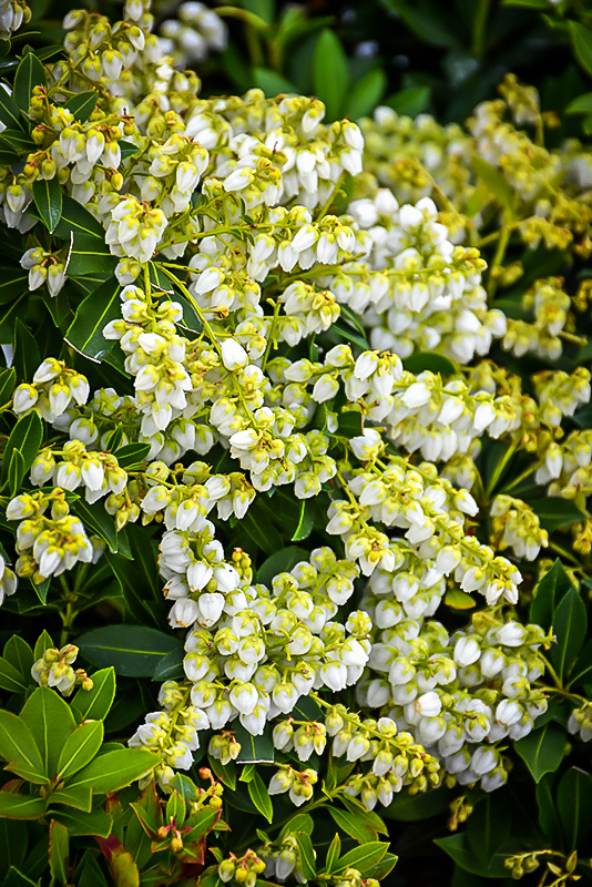 Cavatine Pieris For Sale Online | The Tree Center