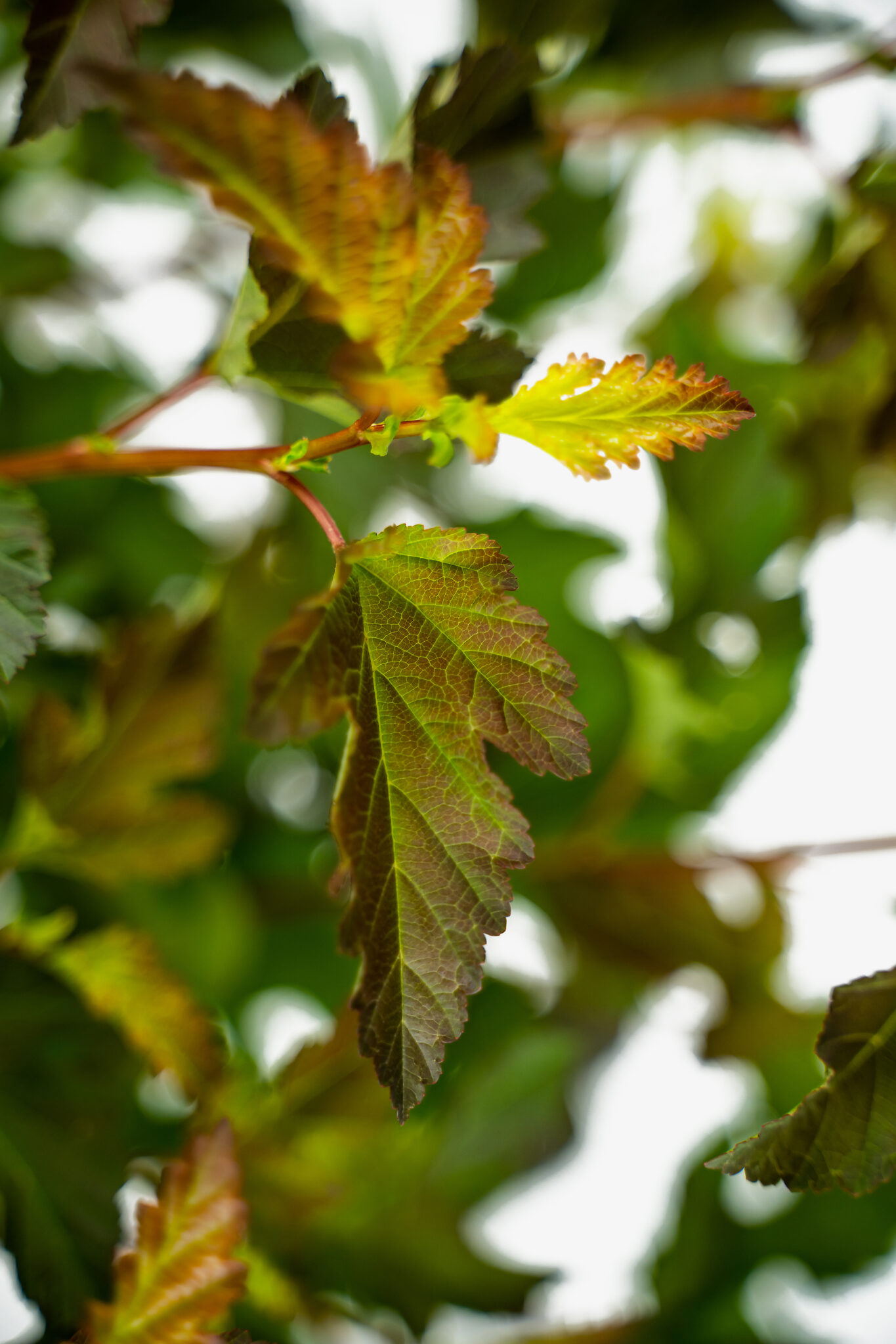 Center Glow Ninebark For Sale Online | The Tree Center