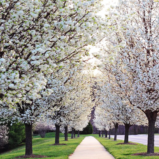 Chanticleer® Pear Tree | The Tree Center