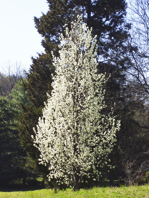 Chanticleer® Pear Tree | The Tree Center