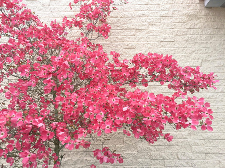 Cherokee Chief Dogwood Trees For Sale | The Tree Center