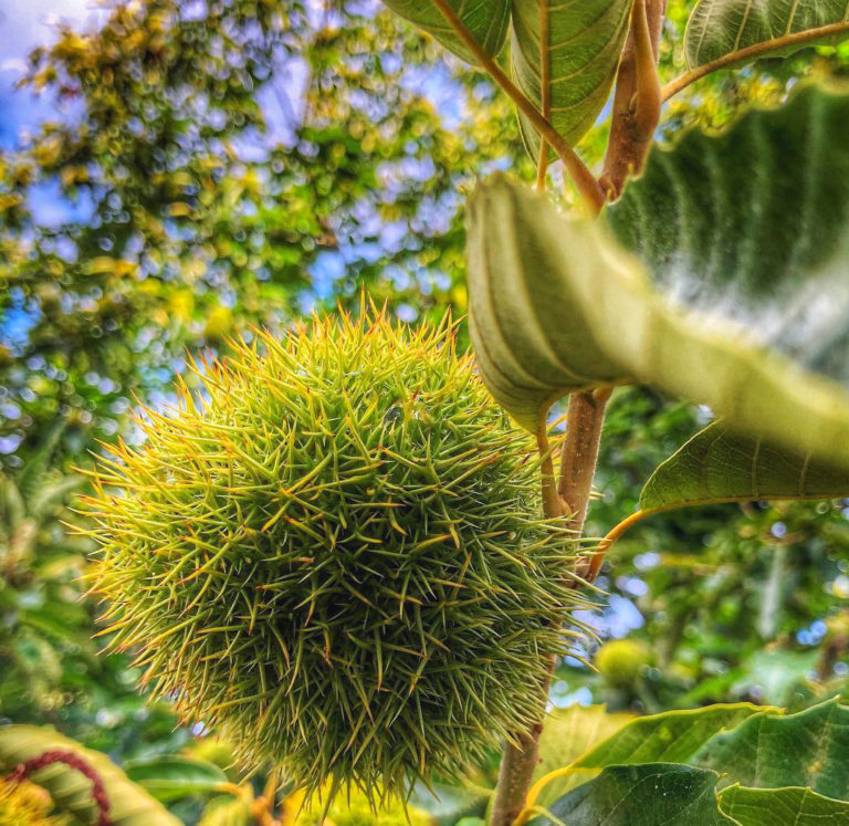 Chinese Chestnut Trees For Sale Online | The Tree Center