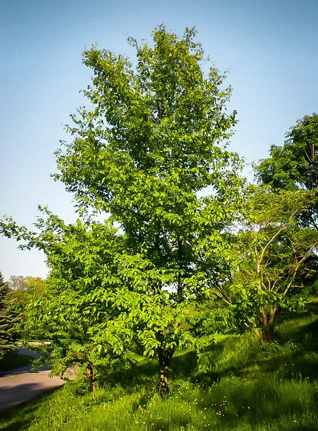 Chojuro Asian Pear Trees For Sale Online The Tree Center