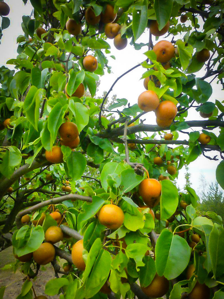 Chojuro Asian Pear Trees For Sale Online | The Tree Center