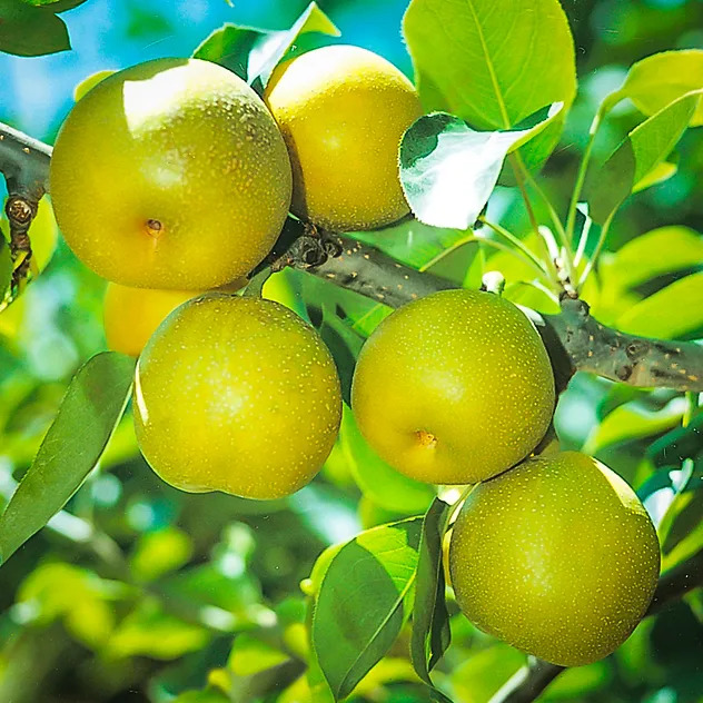 Chojuro Asian Pear Trees For Sale Online | The Tree Center