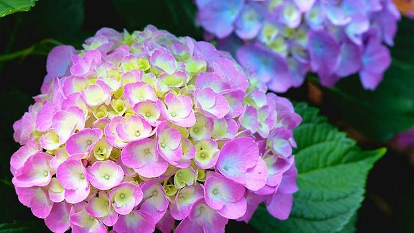 Cityline® Hydrangea Guide | The Tree Center