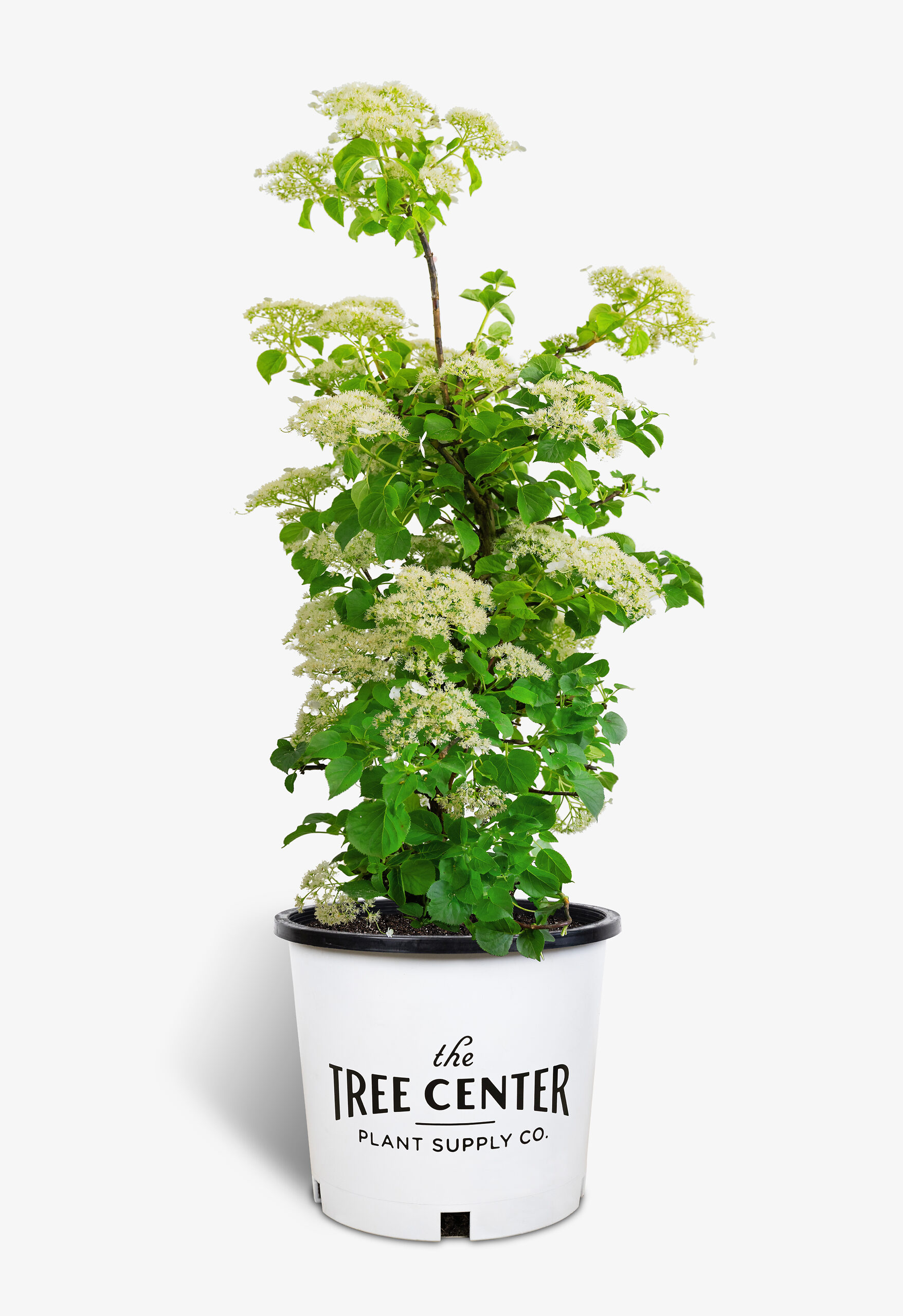 Climbing Hydrangeas For Sale Online | The Tree Center