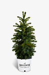 Colorado Spruce For Sale Online | The Tree Center