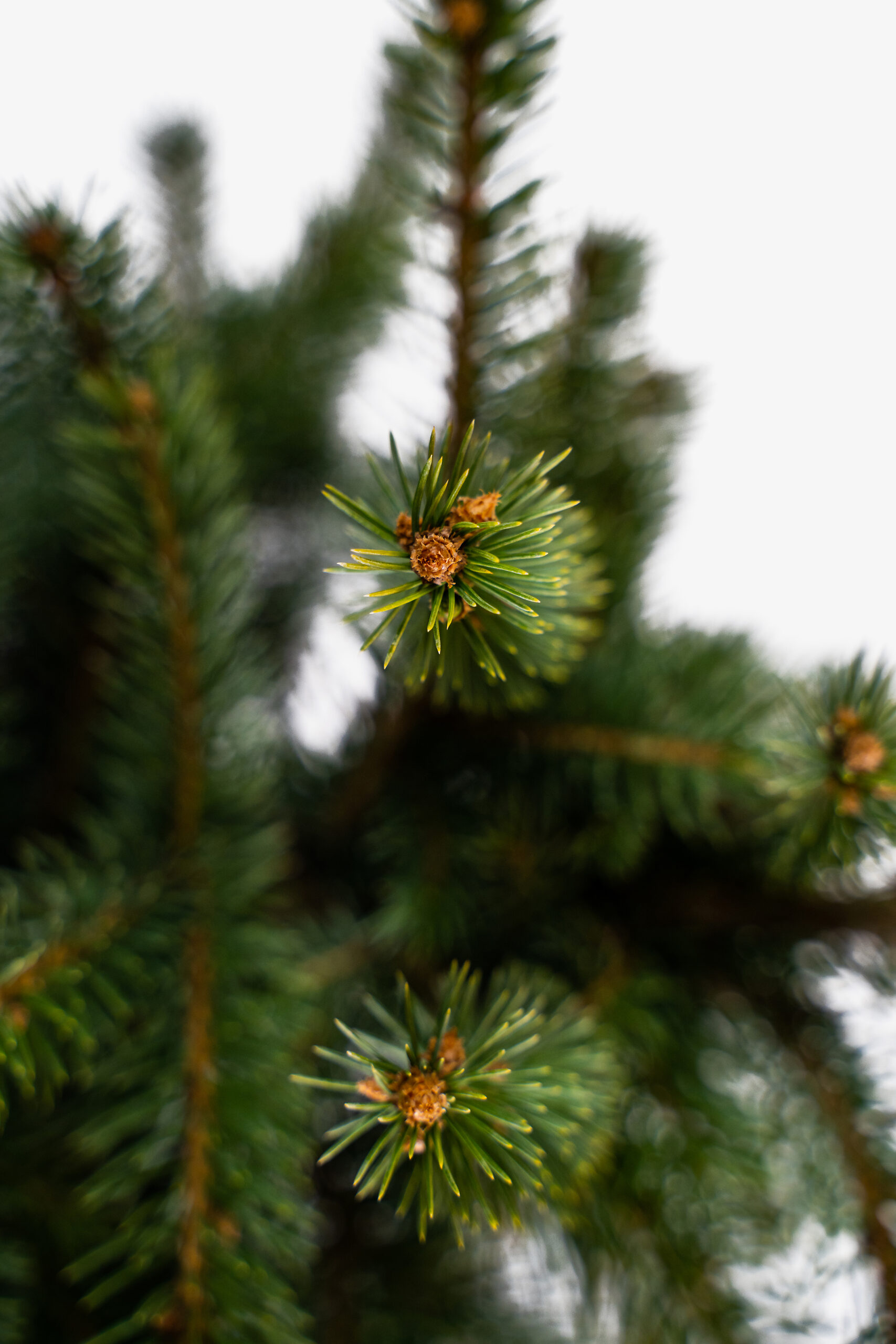Colorado Spruce For Sale Online | The Tree Center