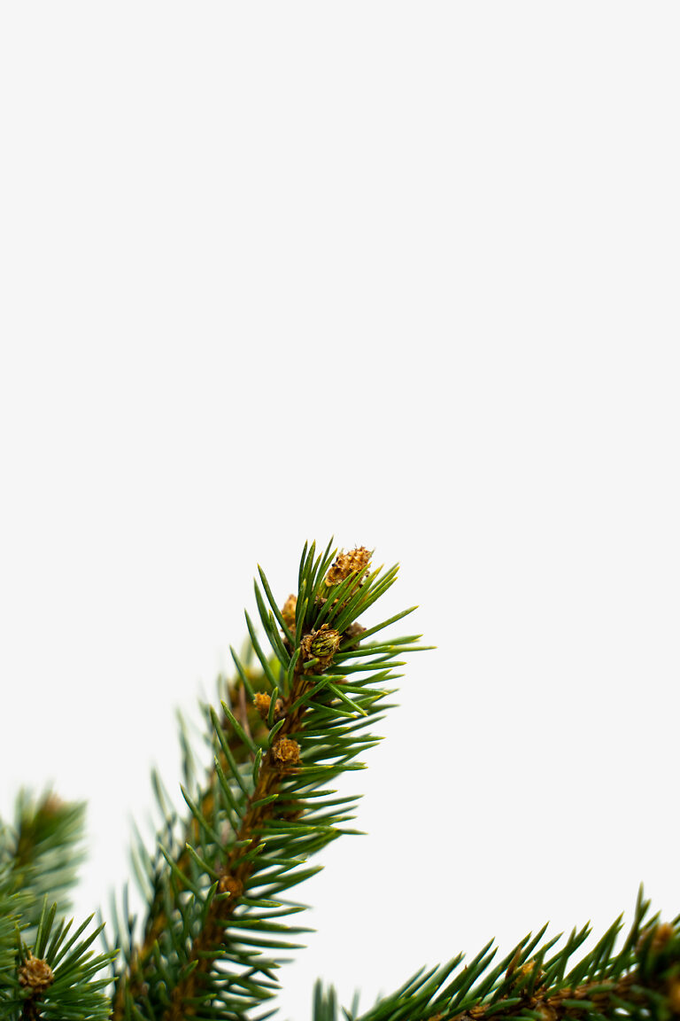 Colorado Spruce For Sale Online | The Tree Center