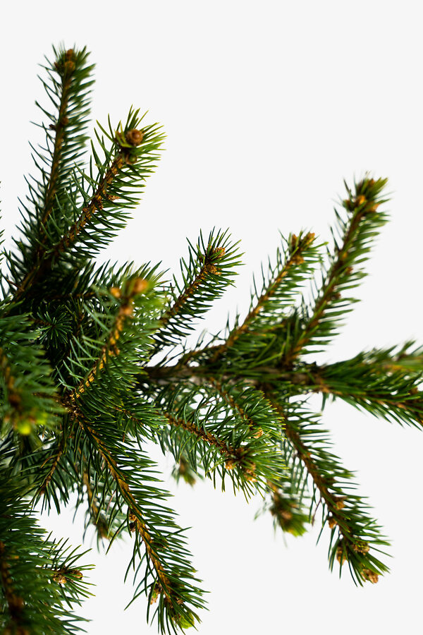 Colorado Spruce For Sale Online | The Tree Center
