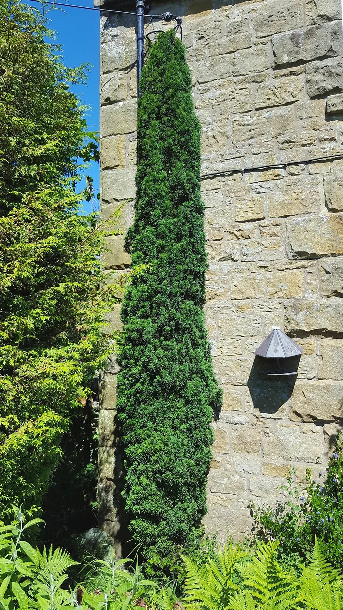 Columnar English Yew Trees For Sale | The Tree Center
