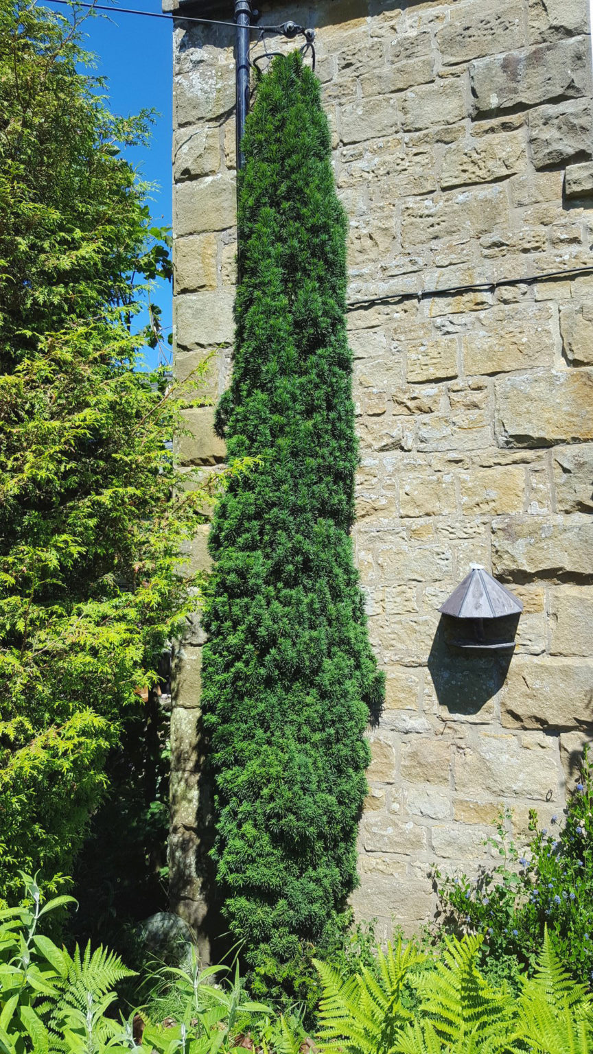 Columnar English Yew Trees For Sale | The Tree Center