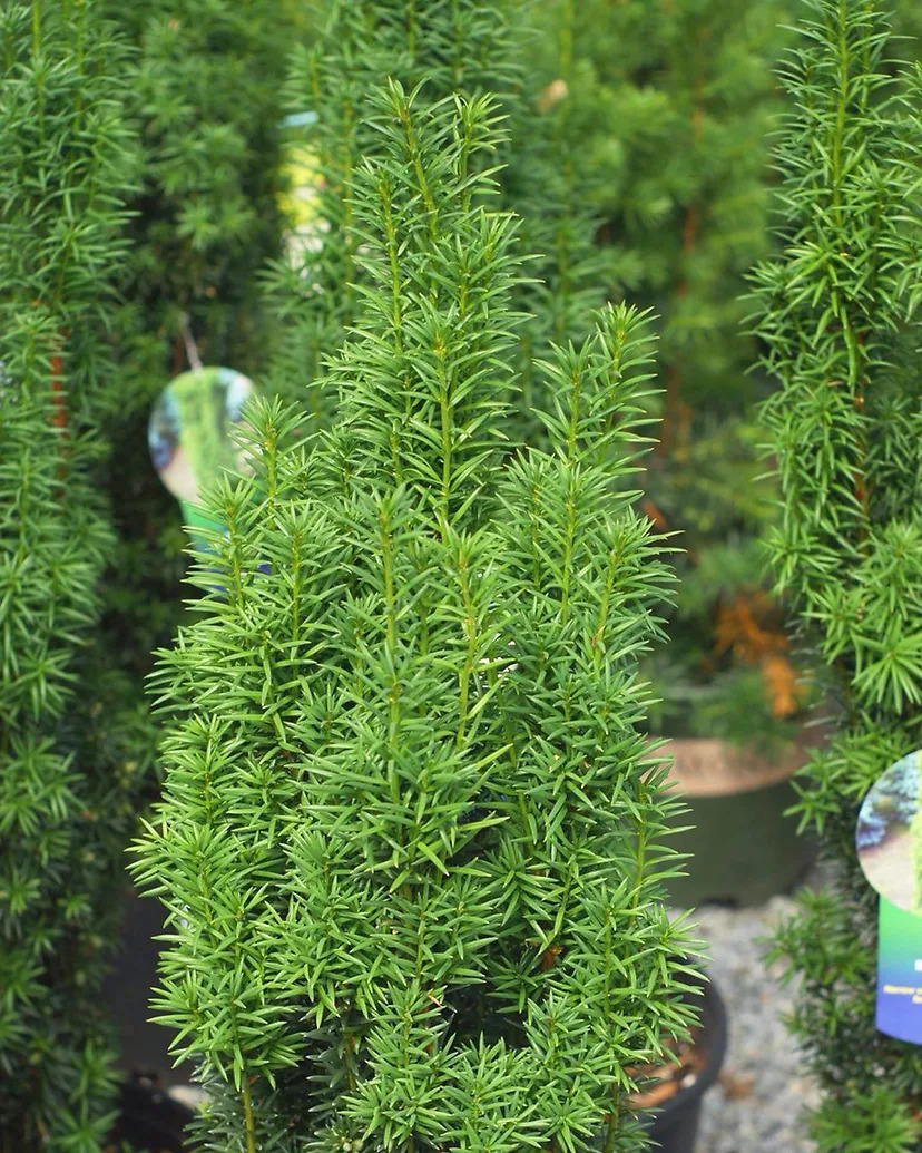 Columnar English Yew Trees For Sale | The Tree Center