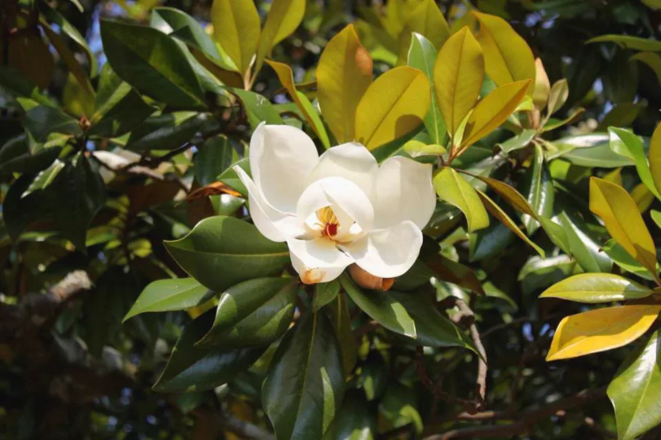 Southern Magnolia Tree Branch