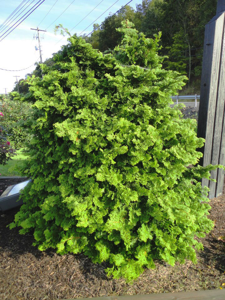Hinoki Cypress For Sale Online | The Tree Center