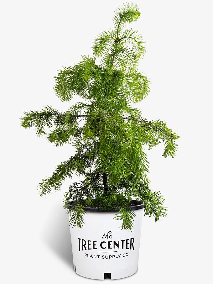Fir Trees For Sale | Buy Fir Trees Online | The Tree Center