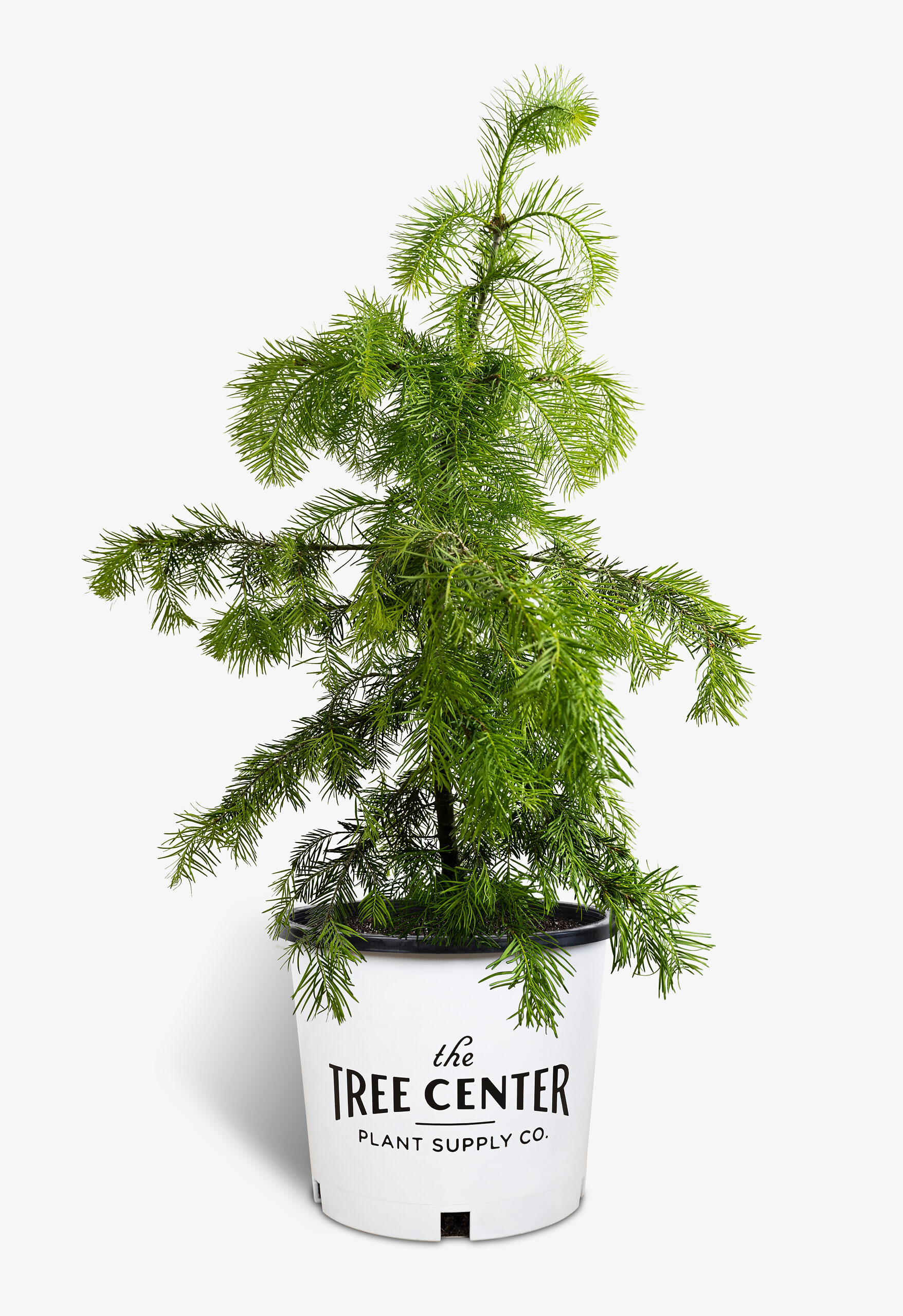 Colorado White Fir | Abies Concolor | The Tree Center