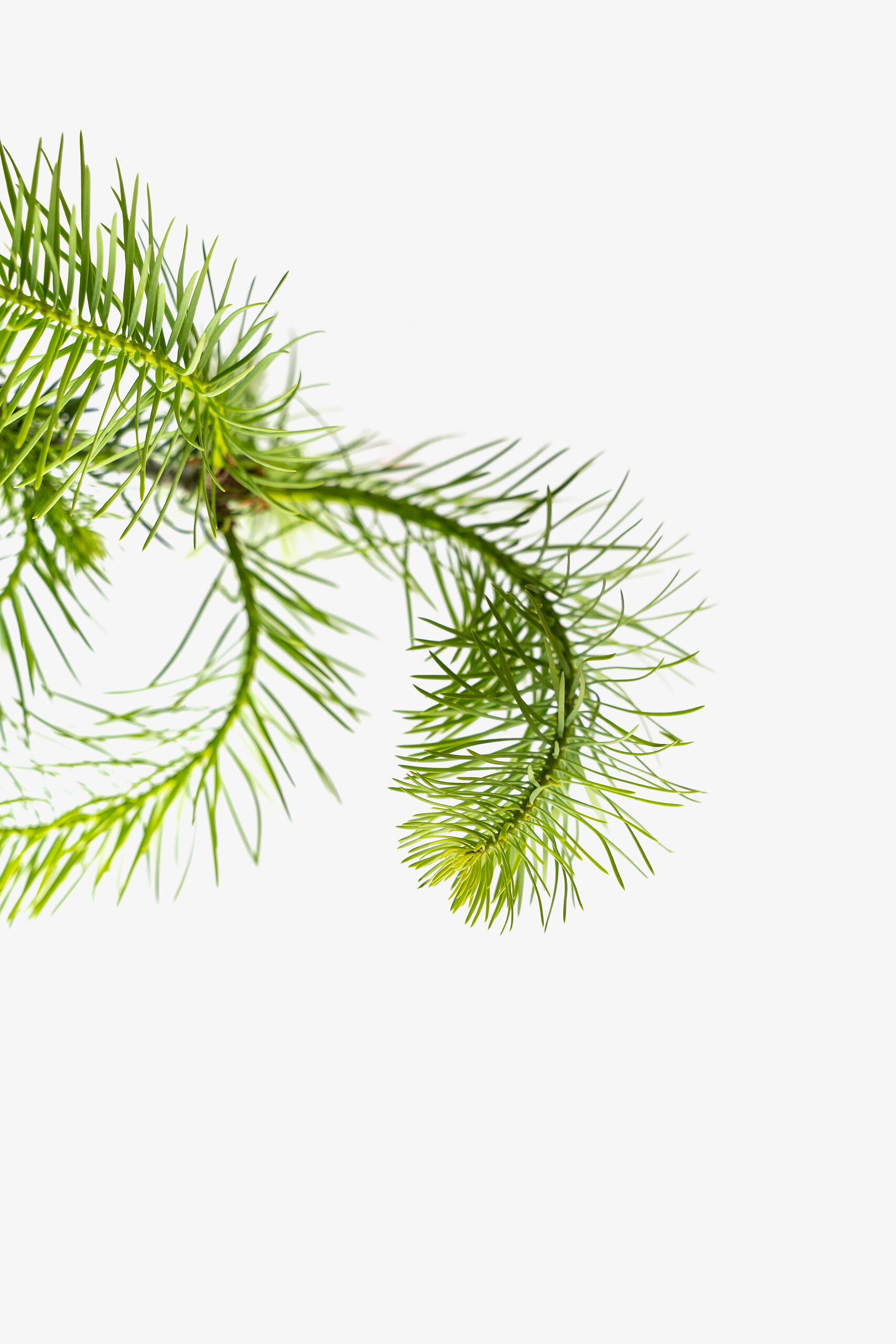 Colorado White Fir | Abies Concolor | The Tree Center