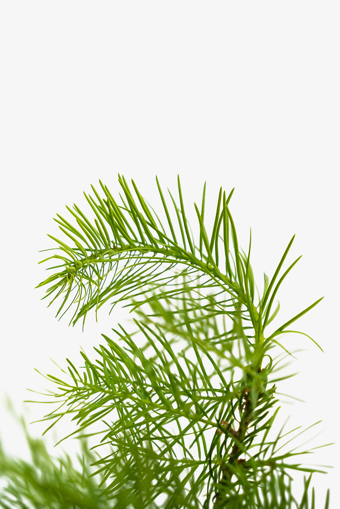 Colorado White Fir | Abies Concolor | The Tree Center