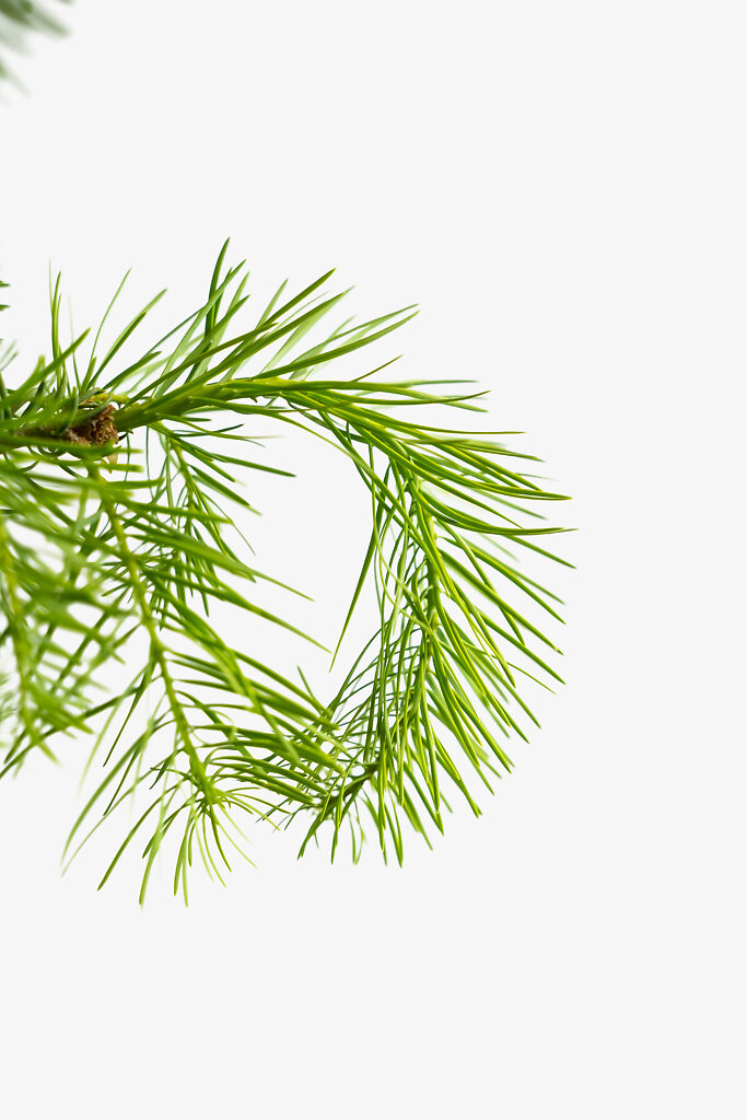 Colorado White Fir | Abies Concolor | The Tree Center