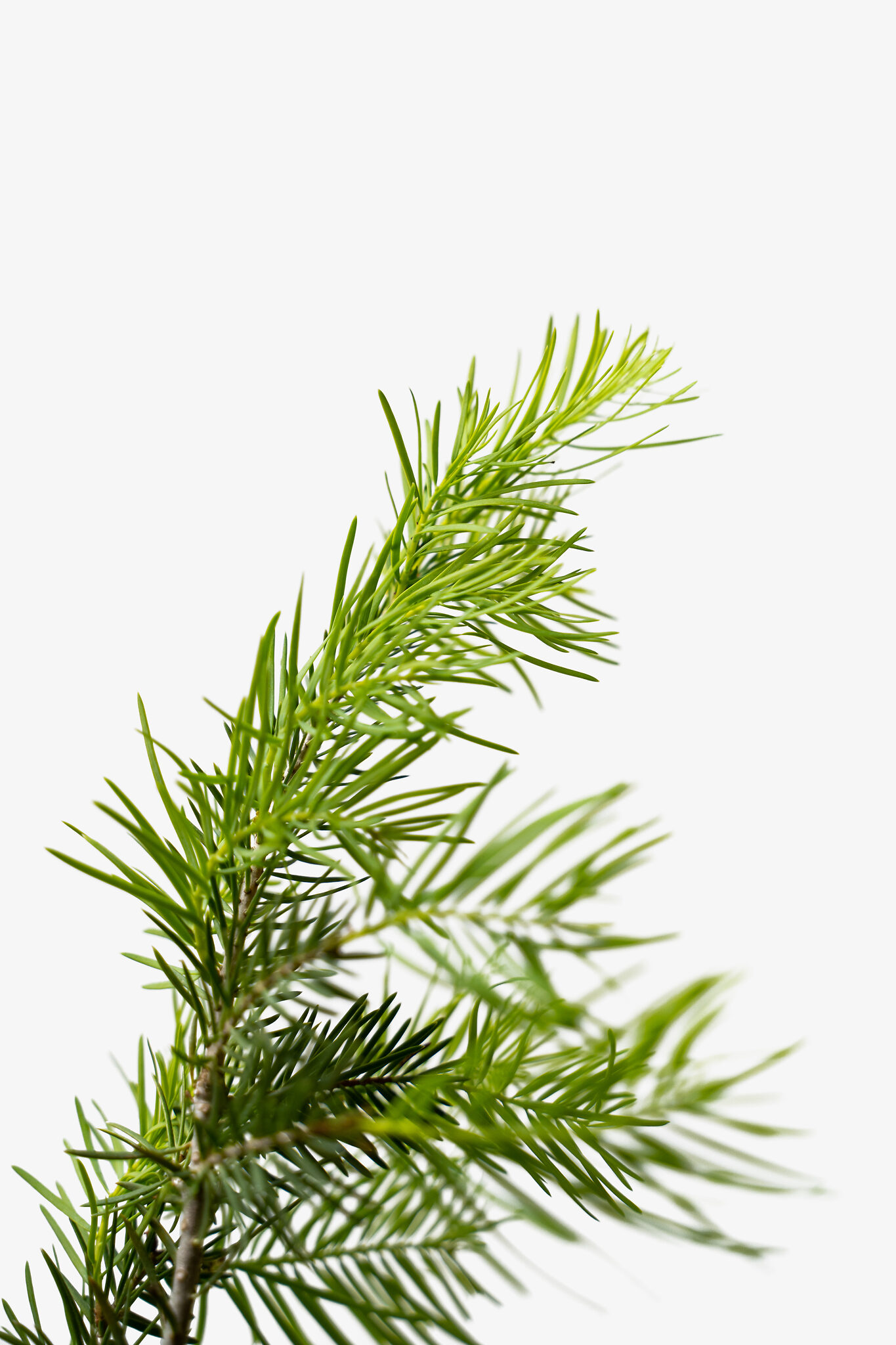 Colorado White Fir | Abies Concolor | The Tree Center
