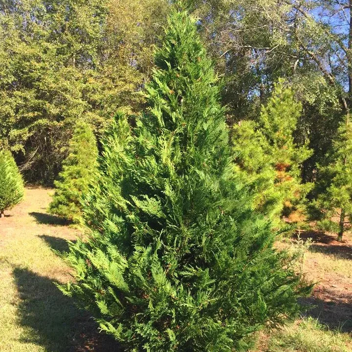 Murray Cypress Trees For Sale Online | The Tree Center