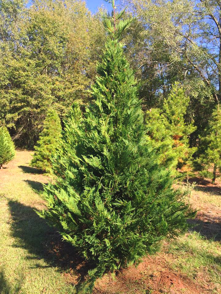 Murray Cypress Trees For Sale Online | The Tree Center