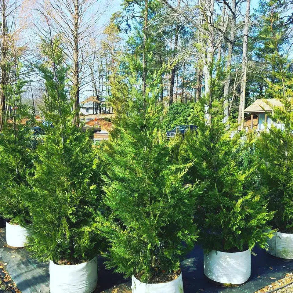 Murray Cypress Trees For Sale Online | The Tree Center